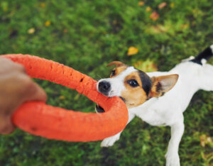 Special Offerings - MasterPeace Dog Training