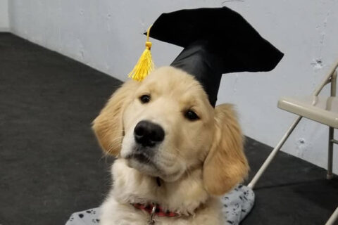 Pet Obedience Classes - MasterPeace Dog Training