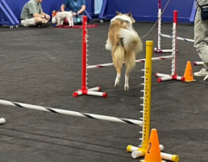 Distracted Dog Classes - MasterPeace Dog Training