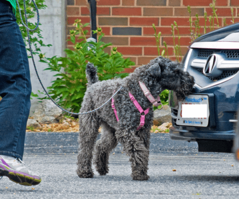 About - MasterPeace Dog Training