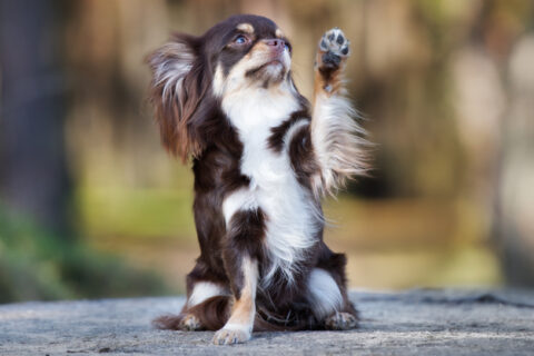 Home - MasterPeace Dog Training