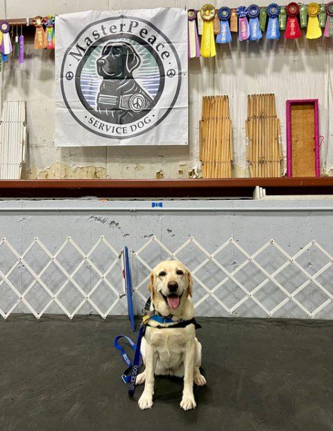 News & Announcements - MasterPeace Dog Training